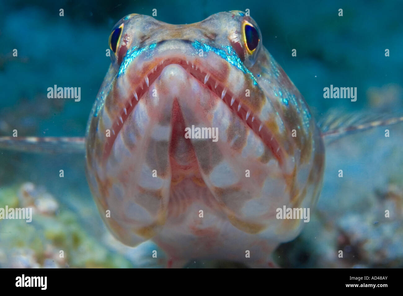 Reef lizardfish (Synodus variegatus Stock Photo - Alamy