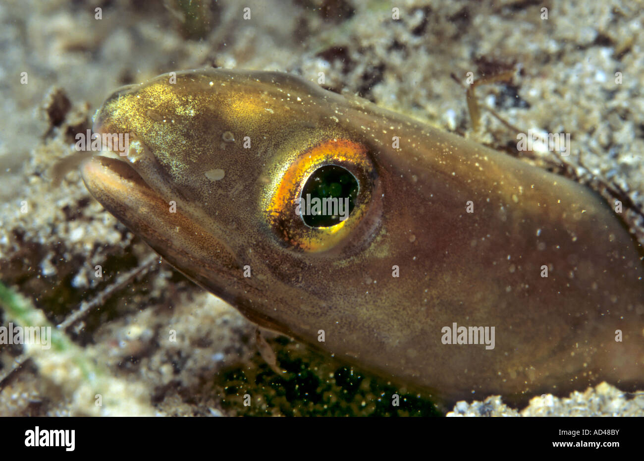 Conger Conger Stock Photos & Conger Conger Stock Images - Alamy