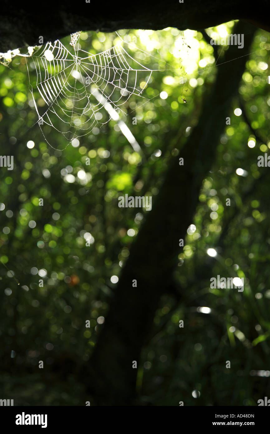 Spiders web in forest Stock Photo - Alamy
