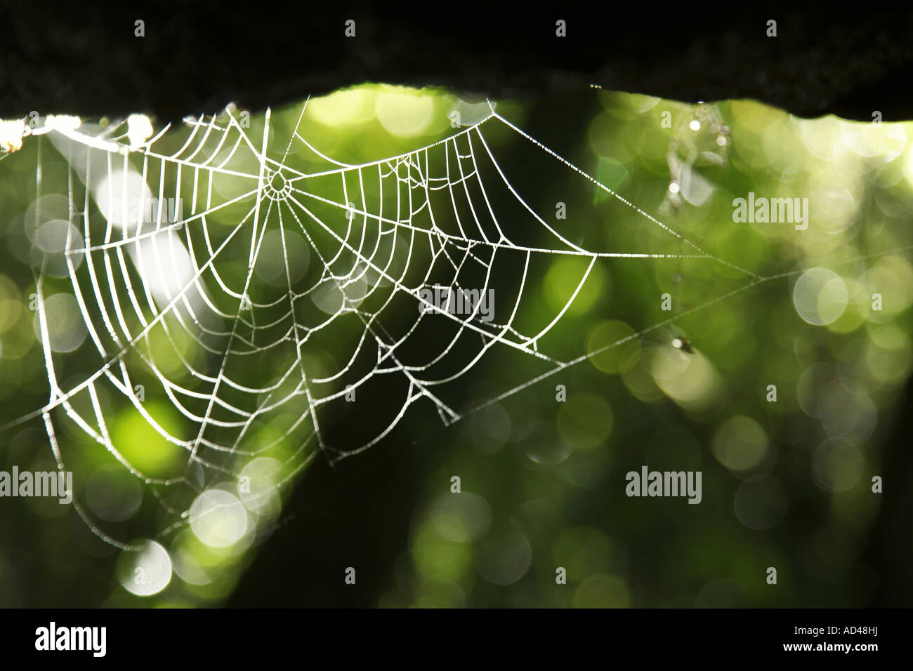 Spiders web in forest Stock Photo - Alamy