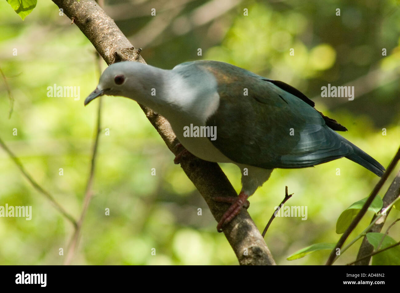 Pigeon perching in forest tree Stock Photo - Alamy