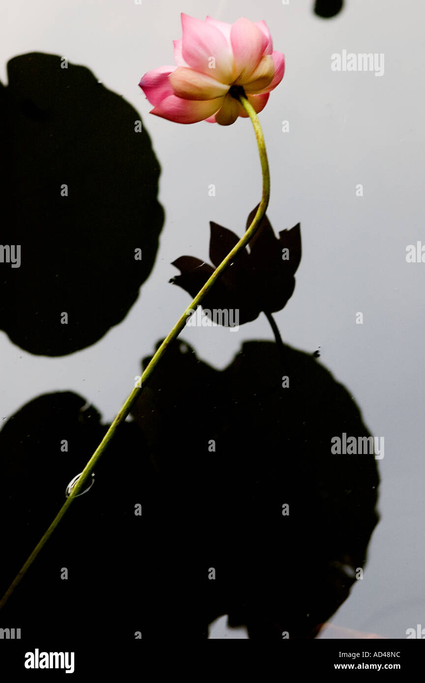 lotus flower reflected in pool Stock Photo - Alamy