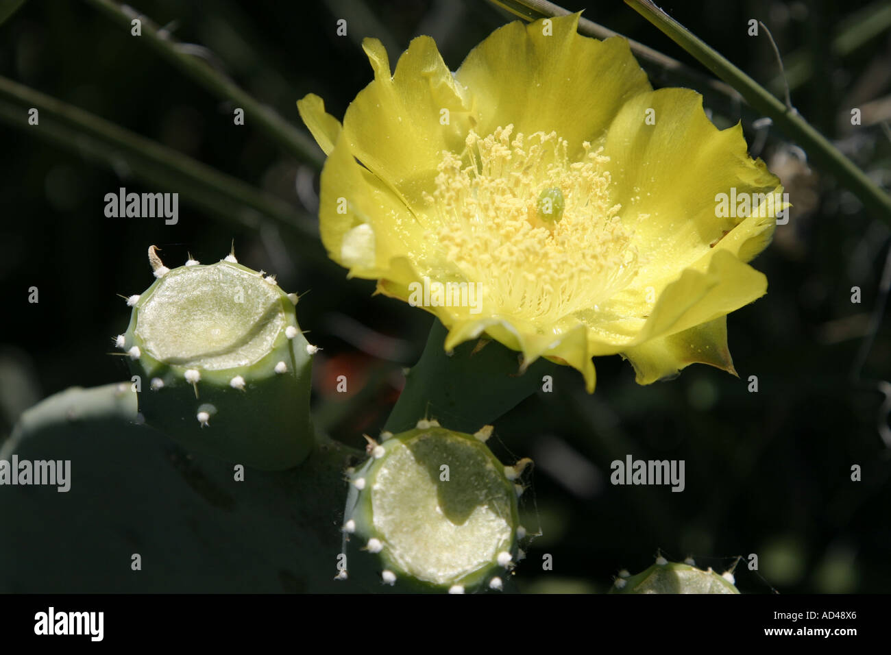 Yellow Cactus flower bloom and buds Stock Photo - Alamy