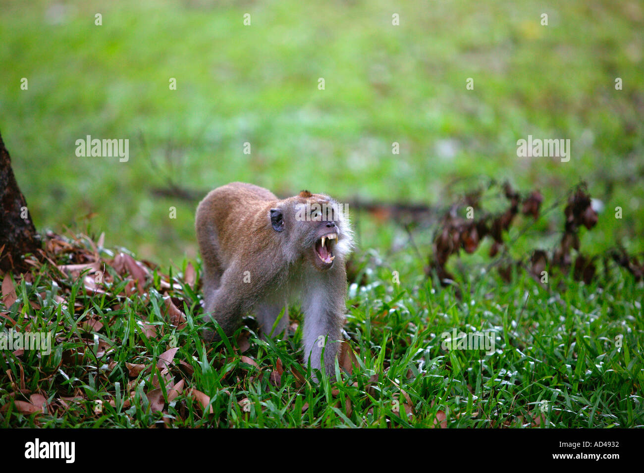 Macaque Monkeys Langkawi Island Malaysia Stock Photo - Alamy