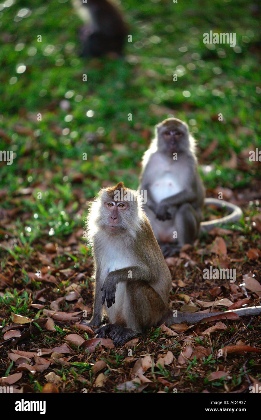 Monkeys langkawi malaysia hi-res stock photography and images - Alamy