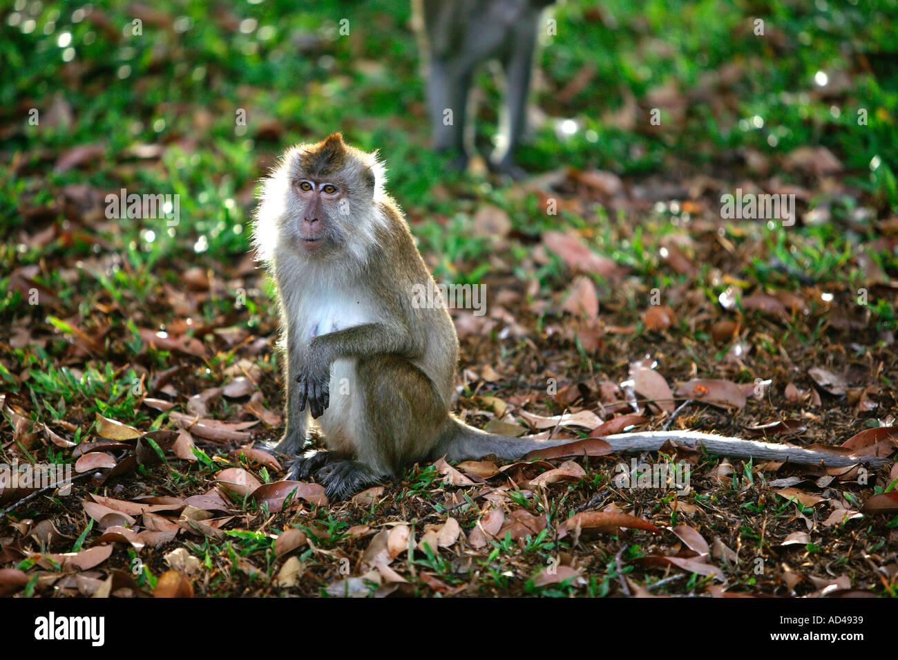 Monkeys Langkawi Malaysia Stock Photo - Alamy