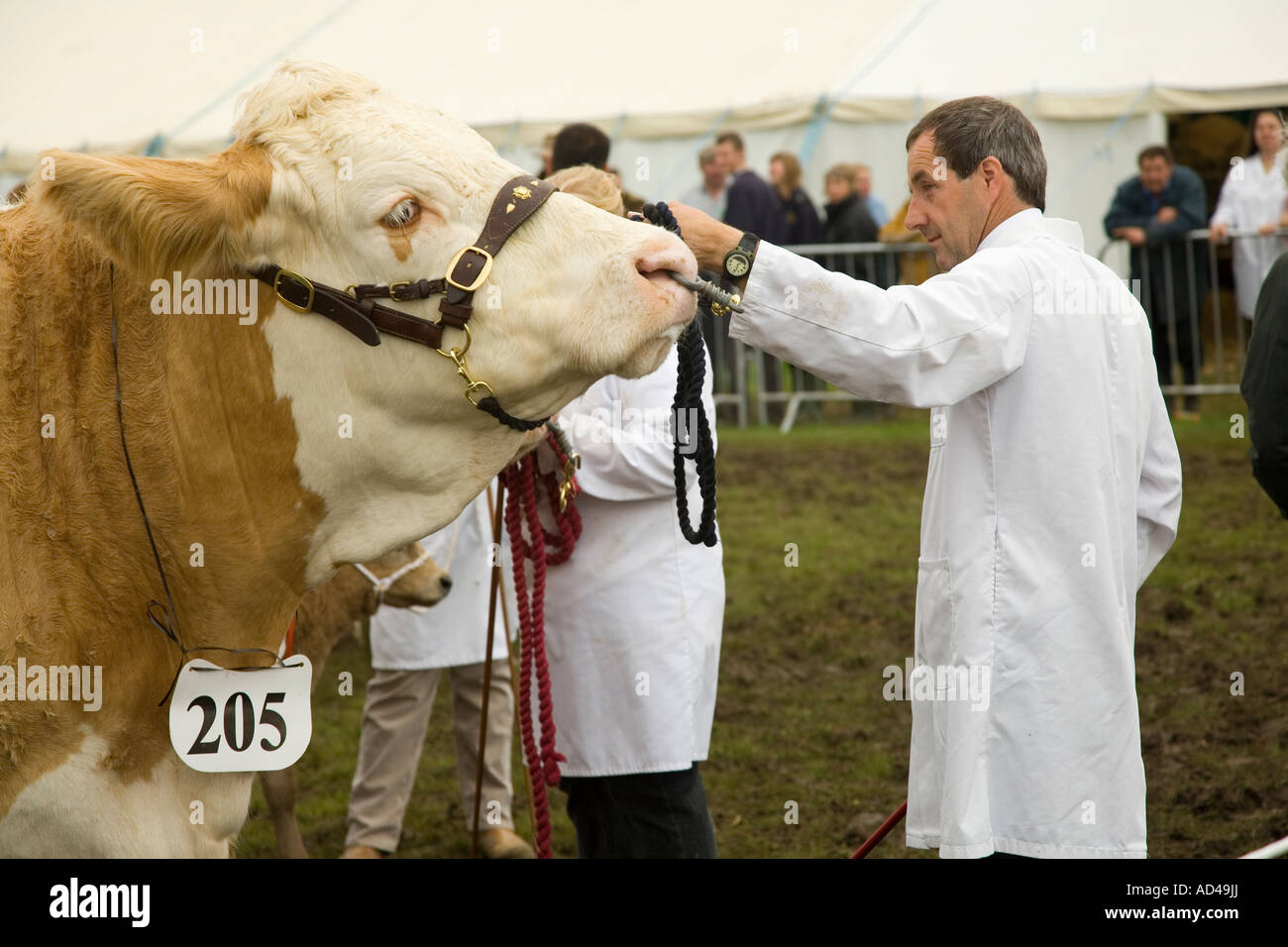 Man judging a Hereford bull at the 2007 New Forest Show Stock Photo - Alamy