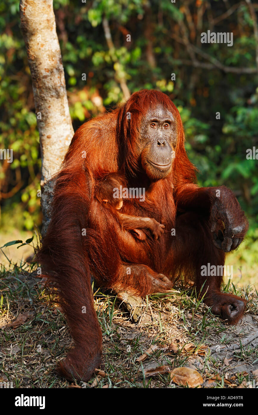 Affe regenwald hi-res stock photography and images - Alamy