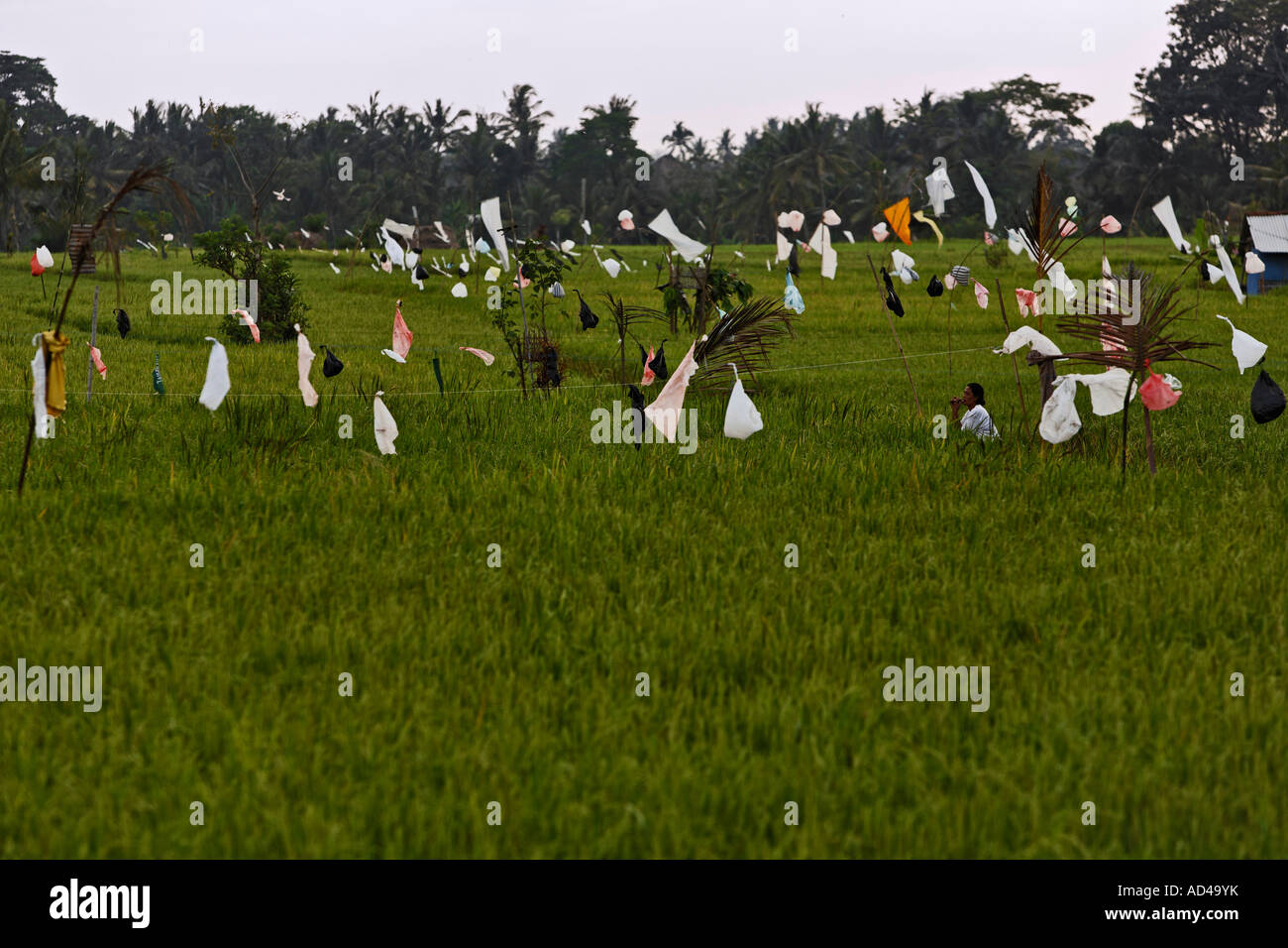 Paddy field, Bali, Indonesia Stock Photo - Alamy