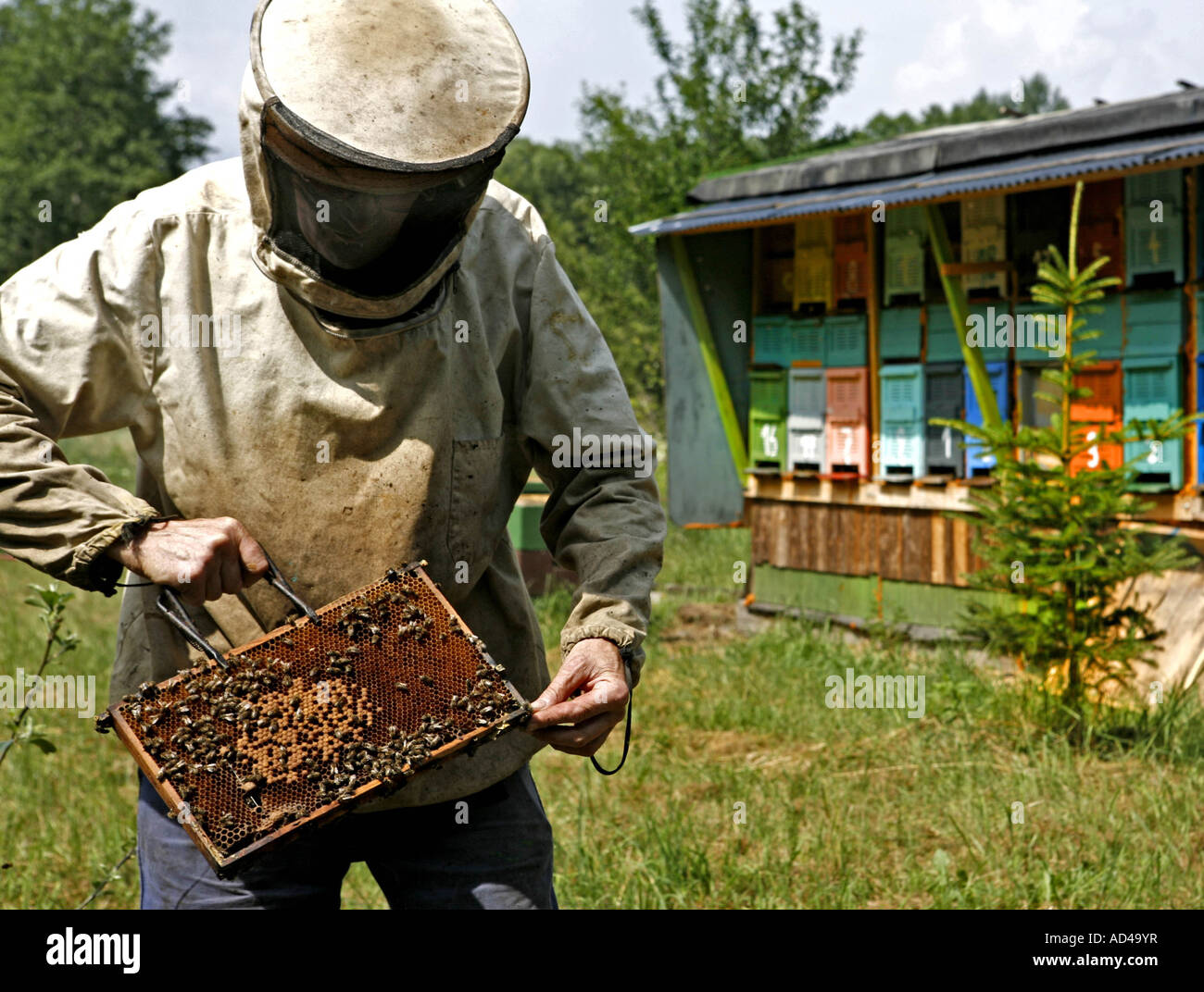Beekeeper controls his stocks Stock Photo - Alamy
