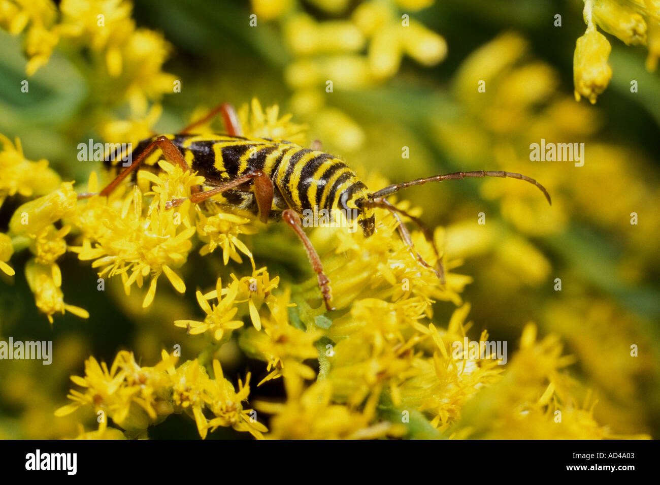 INVERTEBRATE LOCUST BORER MEGACYLLENE ROBINAE NEW JERSEY USA Stock ...