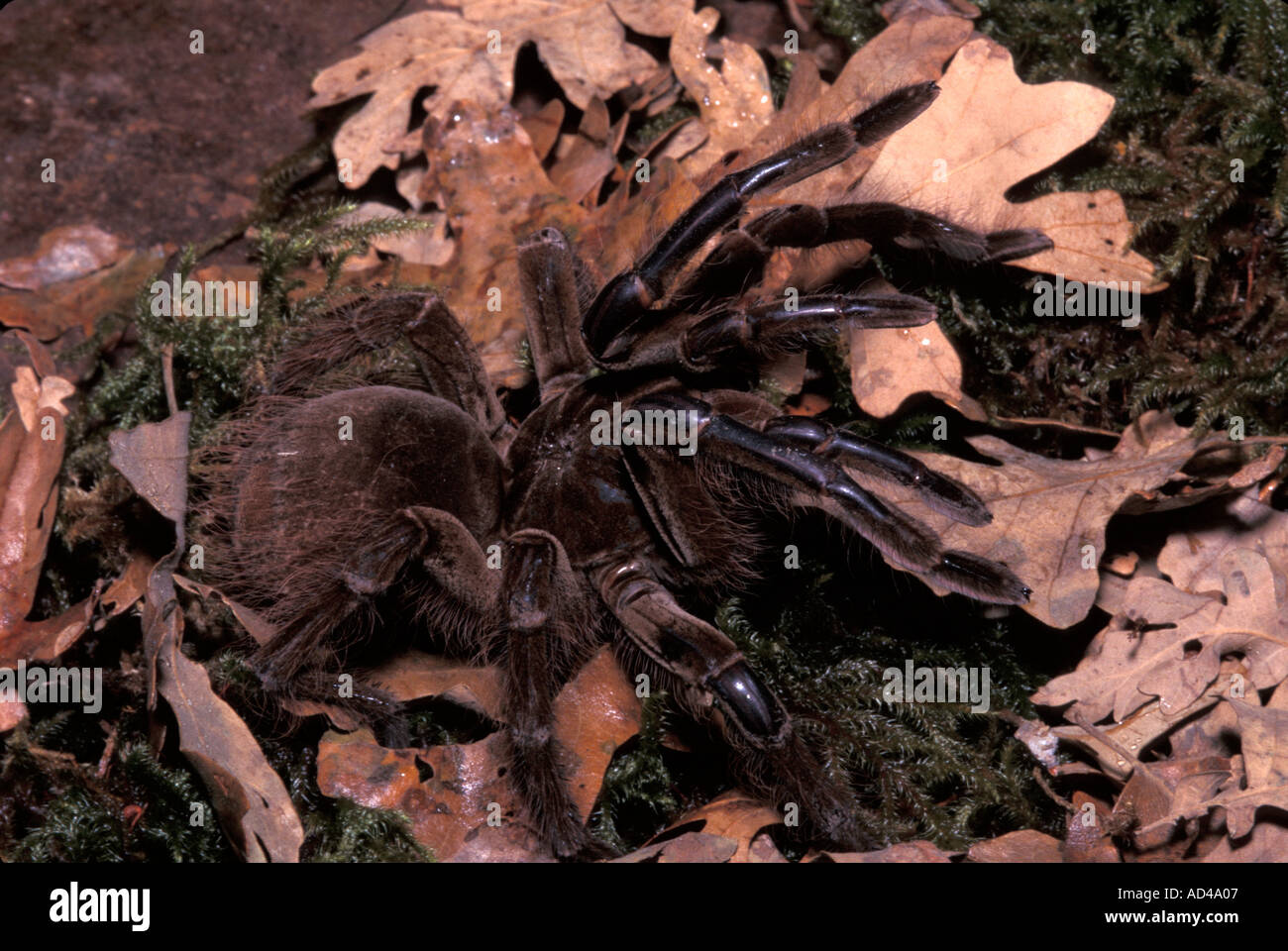 INVERTIBRATE SPIDER BIRD EATING GOLIATH THERAPHOSA LEBLONDI Stock Photo ...