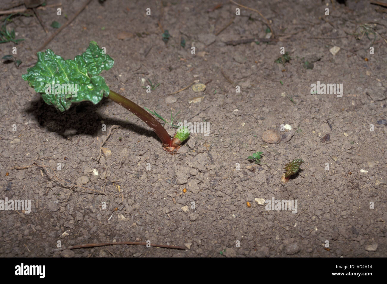 PLANT RHUBARB SPROUTING Stock Photo - Alamy