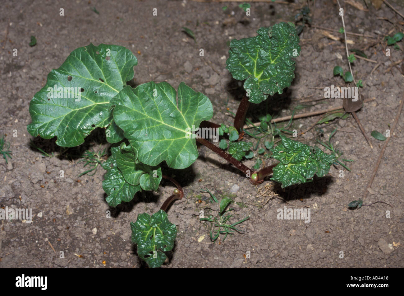 Plant rhubarb hi-res stock photography and images - Alamy