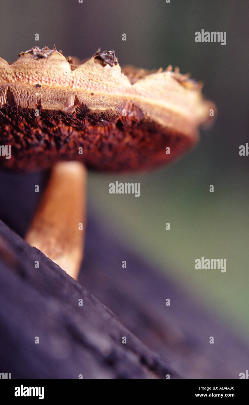 Mushroom growing out of a crevice or a burnet up tree Stock Photo - Alamy
