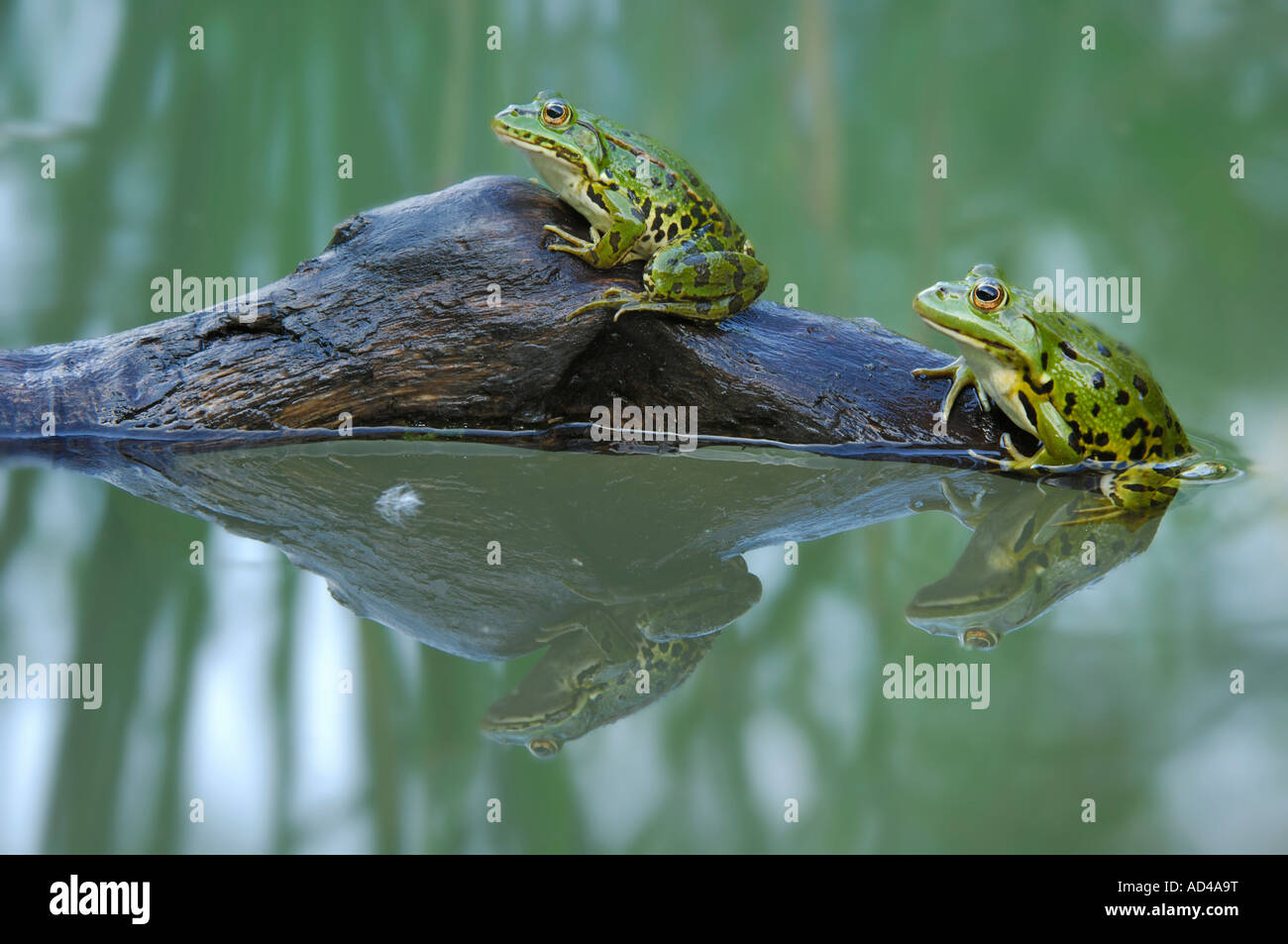 Edible frogs (Rana esculenta) with reflection Stock Photo - Alamy