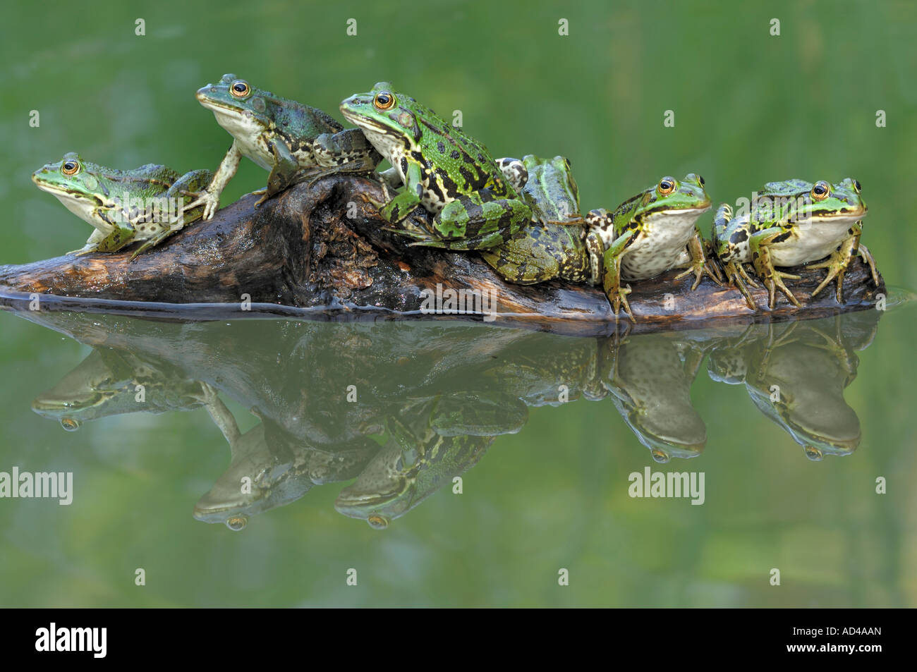 Group of frogs hi-res stock photography and images - Alamy