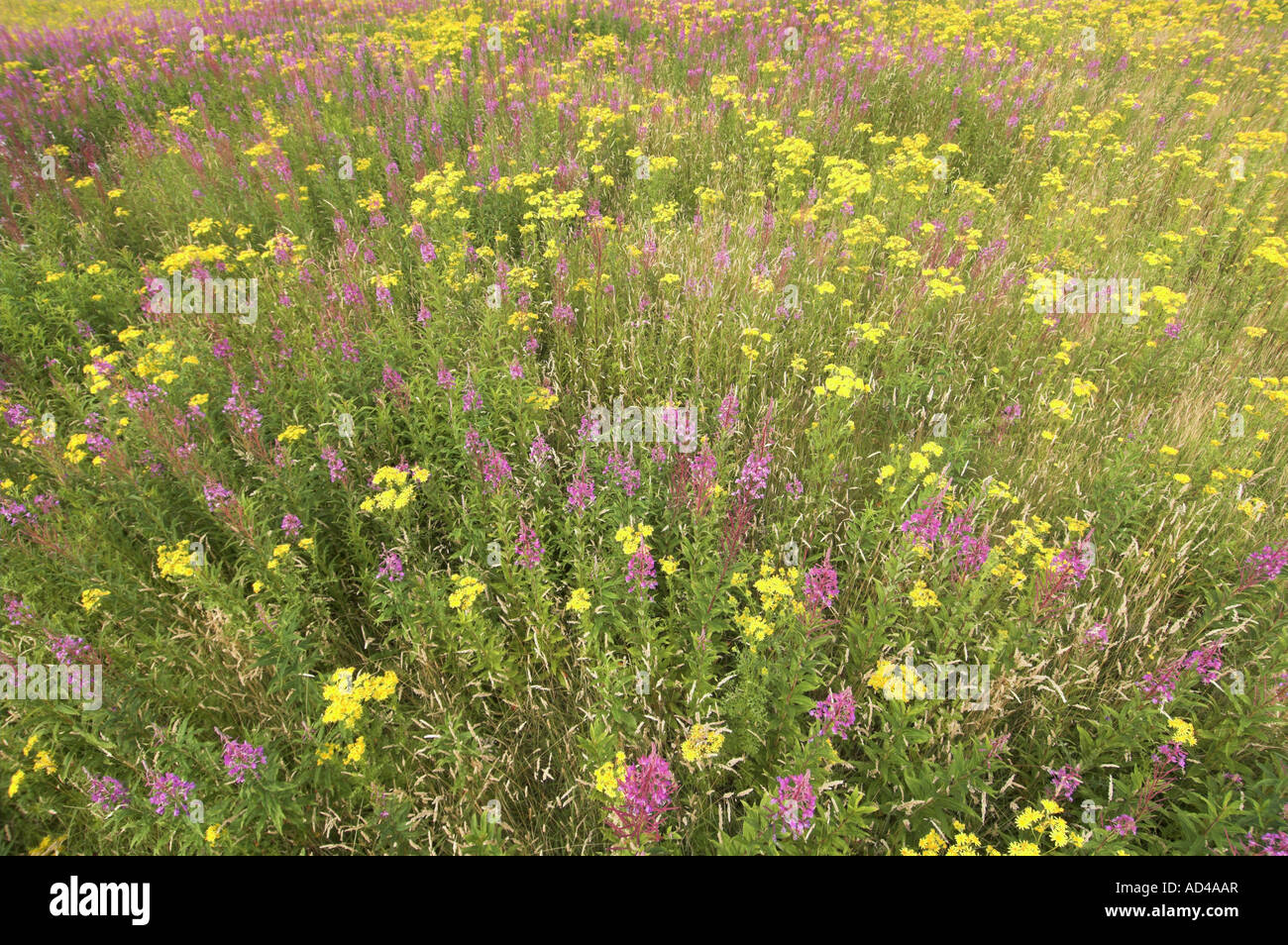 Common Ragwort senico jacobaea and Rosebay Willowherb epilobium ...