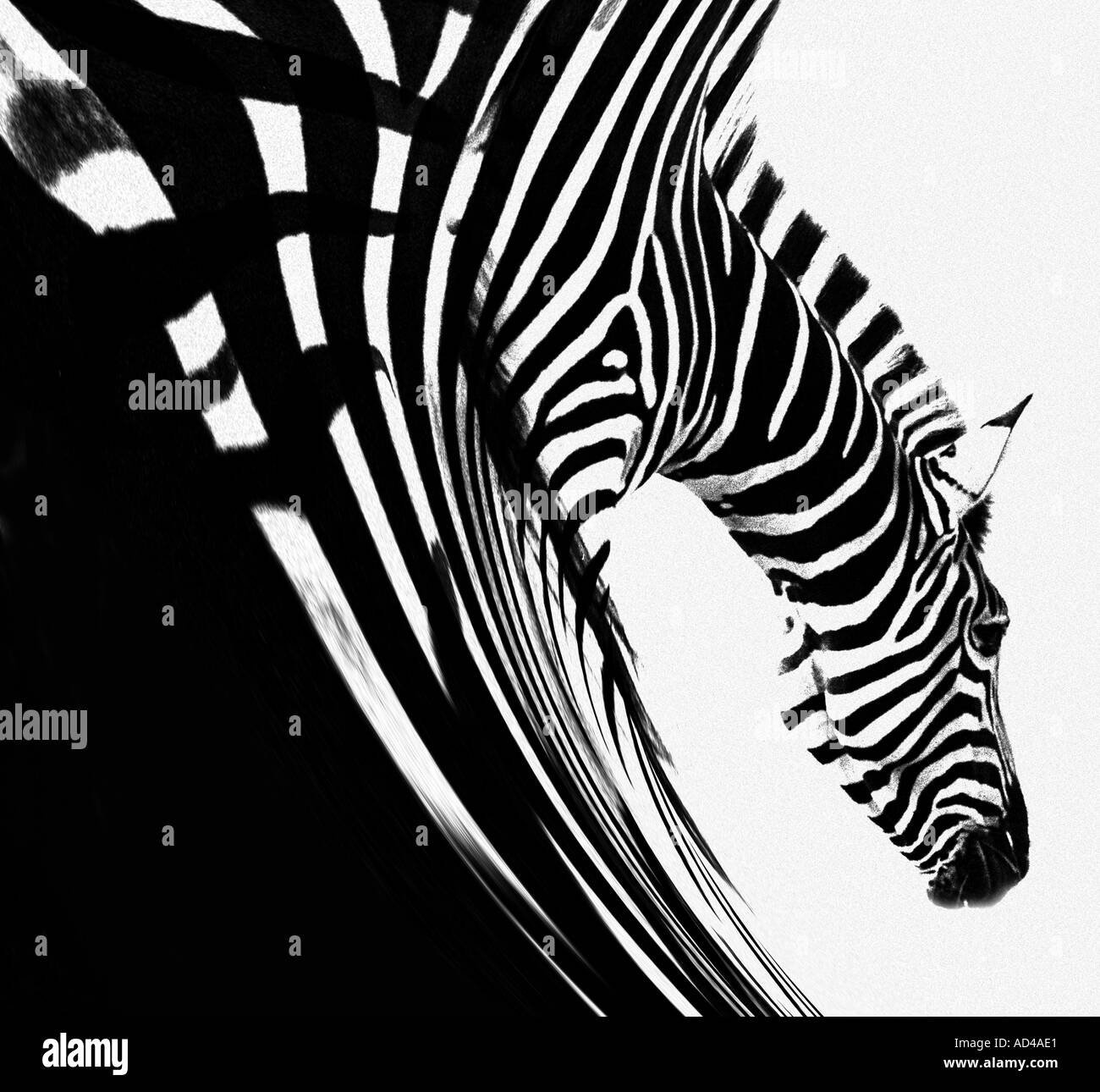 Zebra with idea Black and White Stock Photos & Images - Alamy