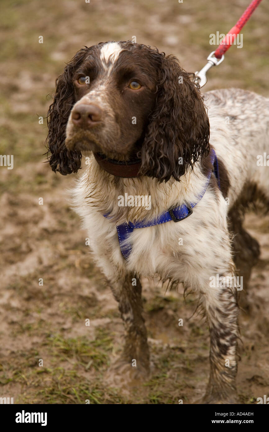 Mud muddy dirt dirty dog spaniel hi-res stock photography and images ...
