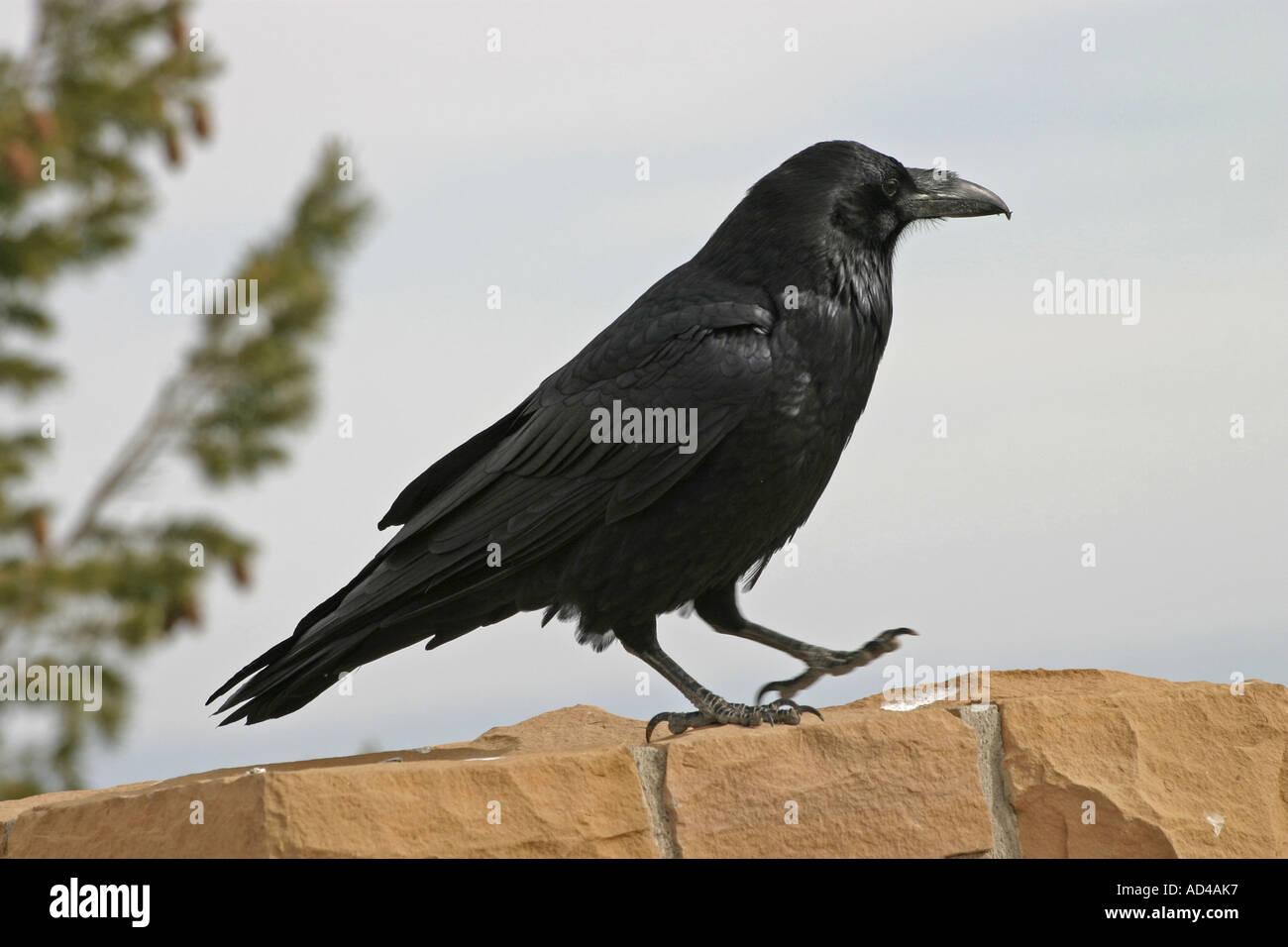 Black crow raven walks hi-res stock photography and images - Alamy