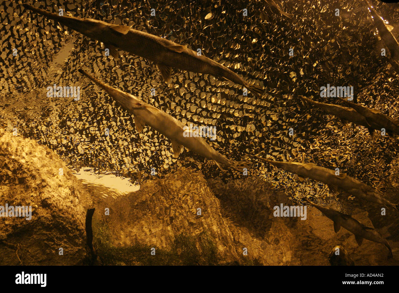 Long nose Gar swim in the Georgia Aquarium in Atlanta, Georgia USA ...