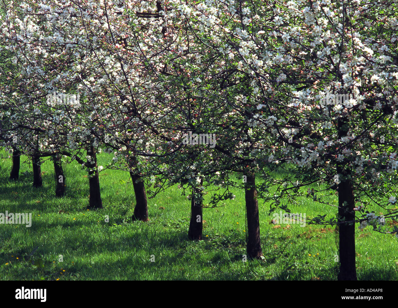 Apple Orchard Normandy France High Resolution Stock Photography and ...