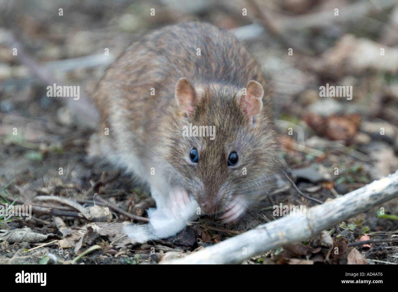 Common Rat Rattus norvegicus London England UK Stock Photo - Alamy