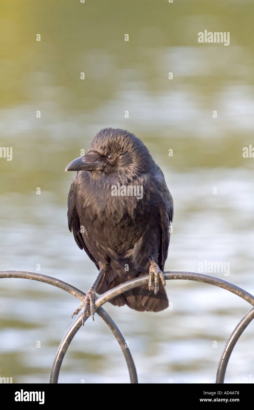Crow on railings hi-res stock photography and images - Alamy