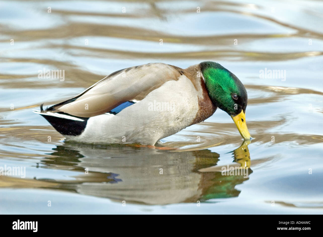 A male Malland Anas platyrhynchos drinking, London UK Stock Photo - Alamy