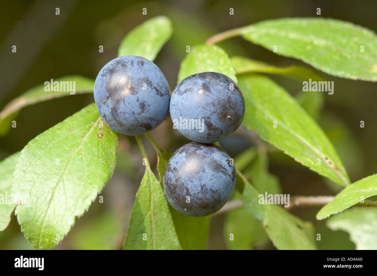 Sloe Berries or Blackthorne Prunus spinosa growing in a hedge just ...