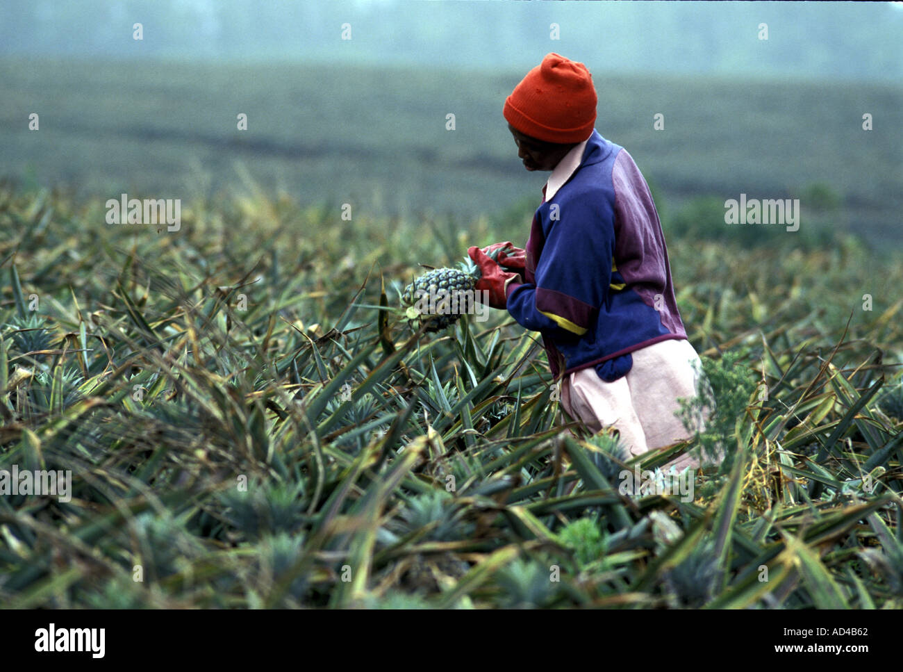 Bathurst eastern cape hi-res stock photography and images - Alamy