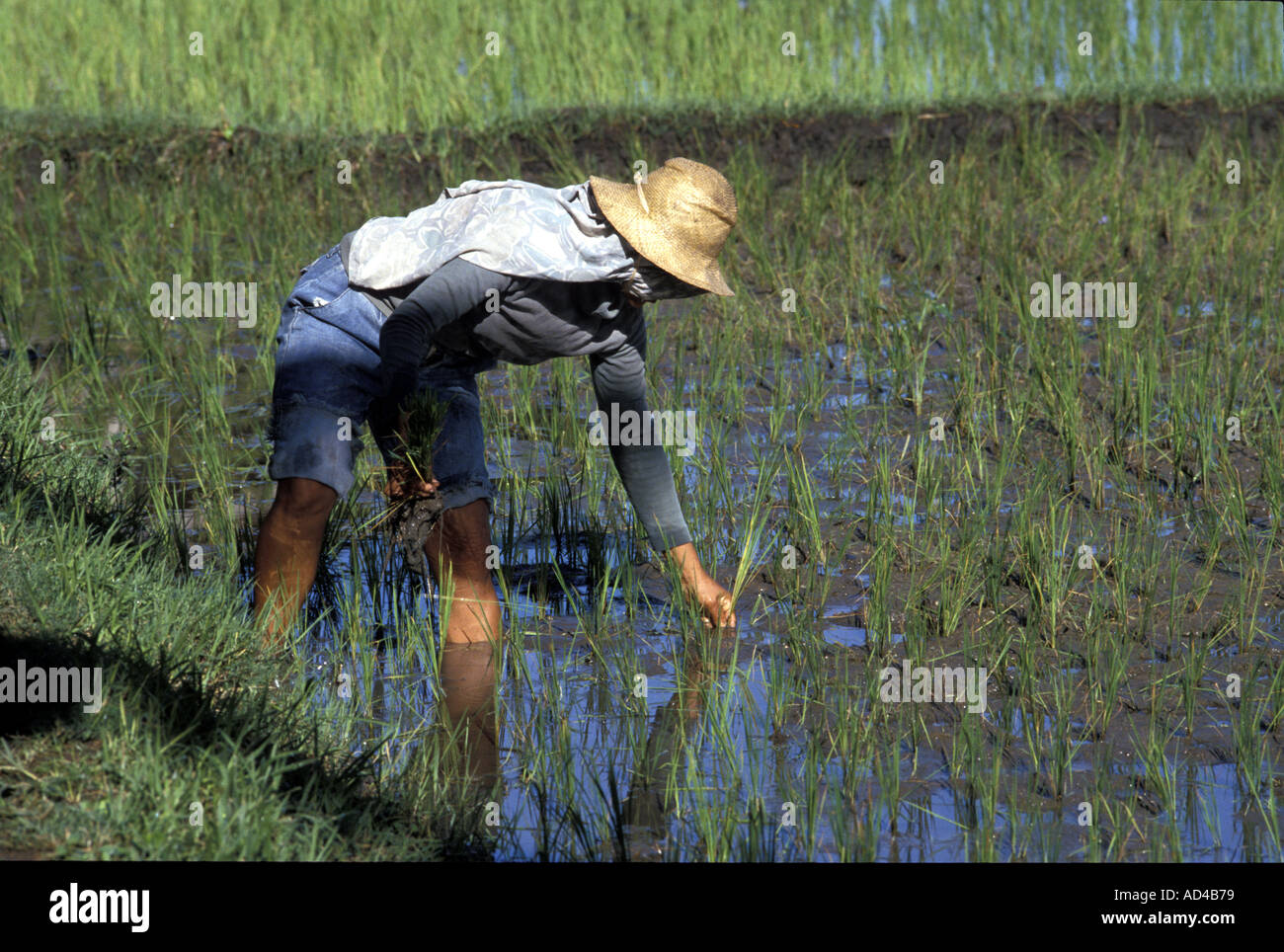 PHILIPPINES ORGANIC RICE FARMER MINDANAO Stock Photo - Alamy