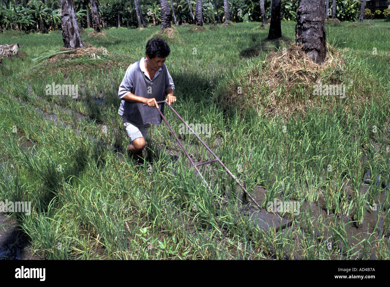 PHILIPPINES ORGANIC RICE FARMER MINDANAO Stock Photo - Alamy