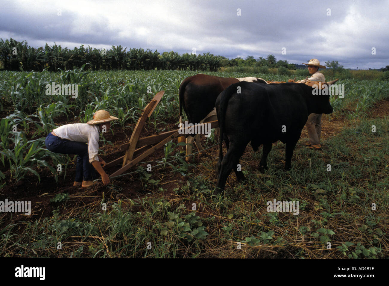 PARAGUAY FARMERS WORKING LAND EASTERN REGION Stock Photo - Alamy