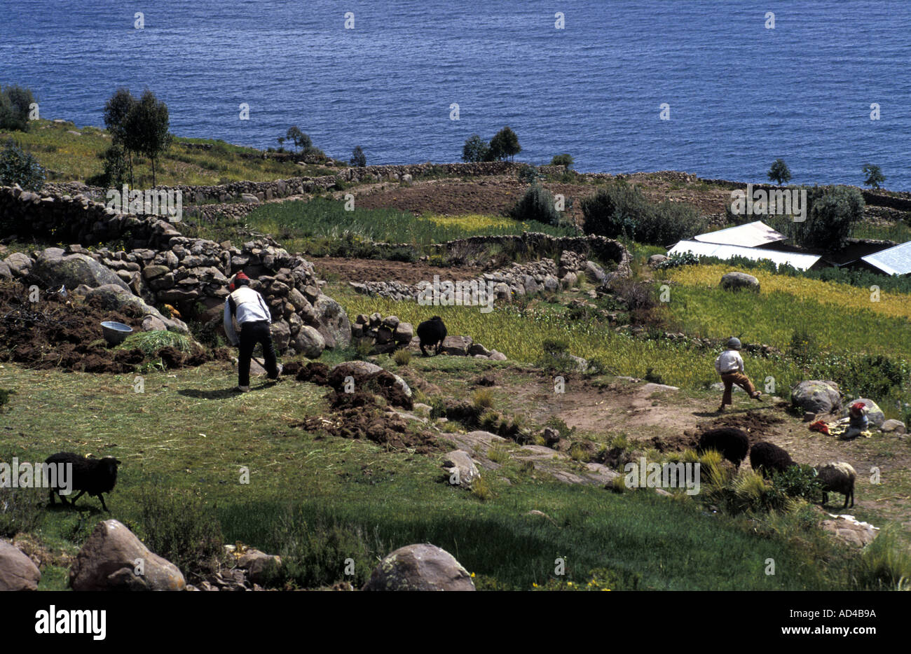 PERU NATIVE QUECHUA MAN AND SON TILLING THE LAND TAQUILE ISLAND LAKE ...