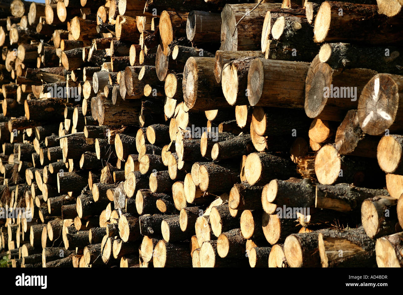 Stack of wood Stock Photo - Alamy
