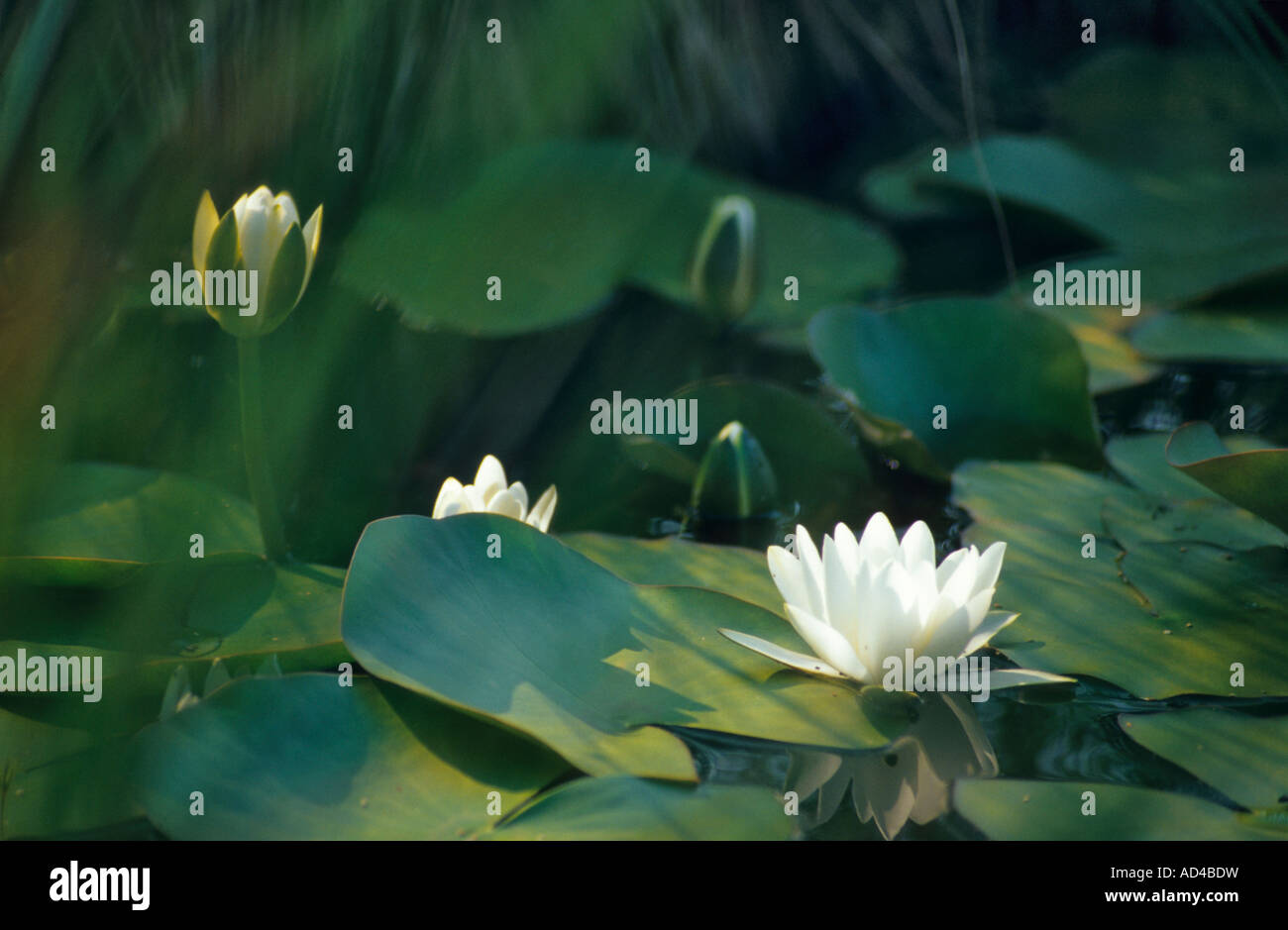 Nymphaea alba ( European White Waterlily ) or ( White Lotus Stock Photo ...