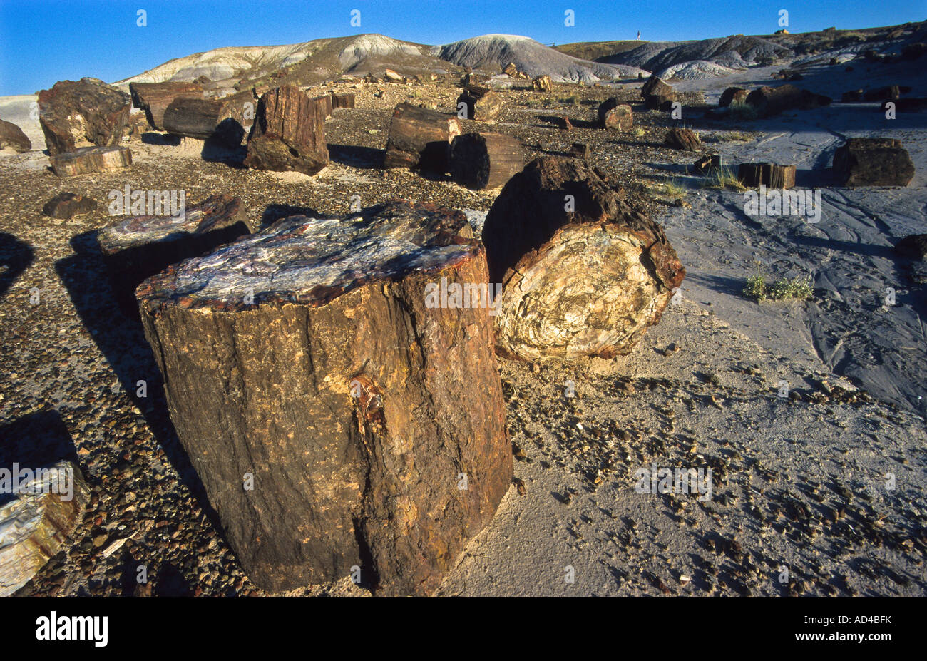 Petrified tree trunk, Petrified Forest National Park, United States of ...