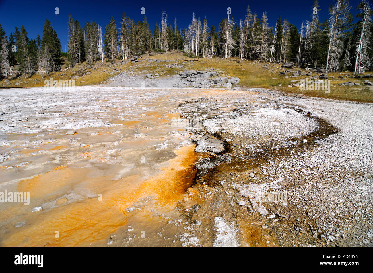 Slime mould, thermophilic bacteria, geyser discharge, Yellowstone ...