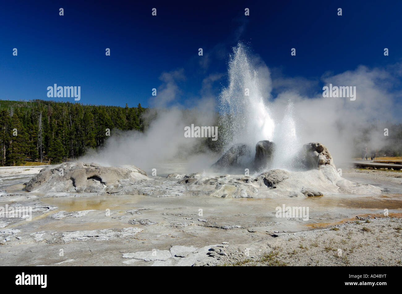 Erupting geyser, Yellowstone national park, Wyoming, USA Stock Photo ...