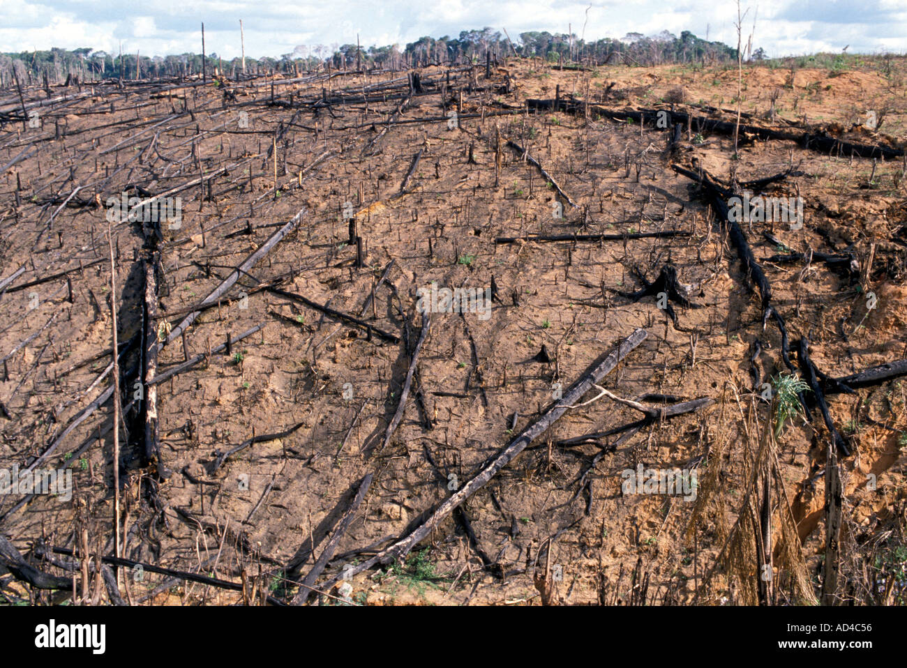 BRAZIL BURT RAIN FOREST AMAZON Stock Photo - Alamy