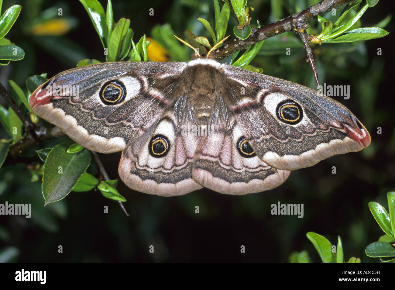 Emperor moth hi-res stock photography and images - Alamy