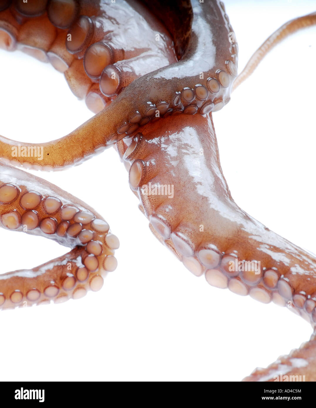 Tentacles Octopus High Resolution Stock Photography and Images - Alamy