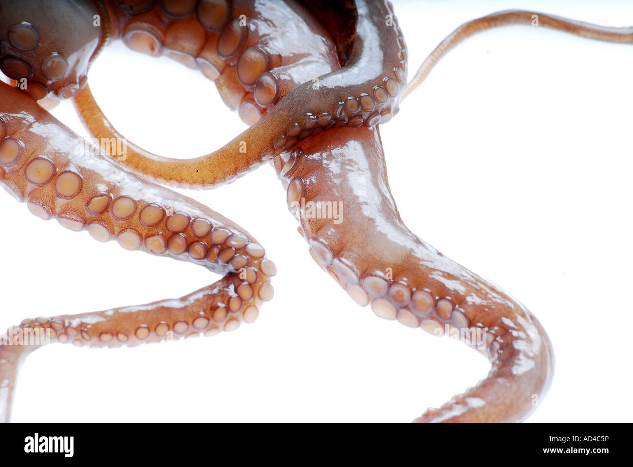 Tentacles Octopus High Resolution Stock Photography and Images - Alamy
