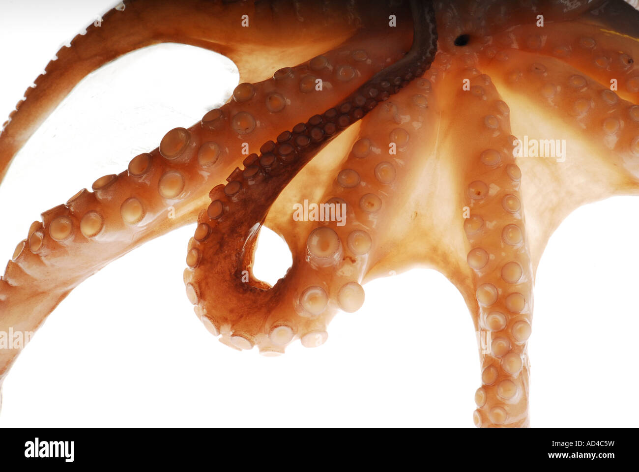 Octopus studio hi-res stock photography and images - Alamy