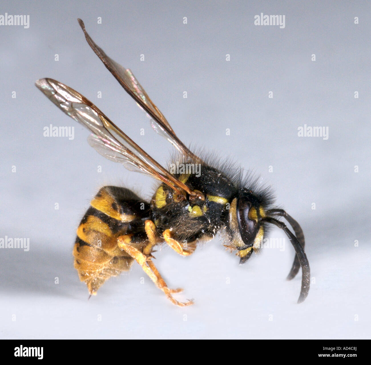 Common Wasp Vespula vulgaris Stock Photo - Alamy