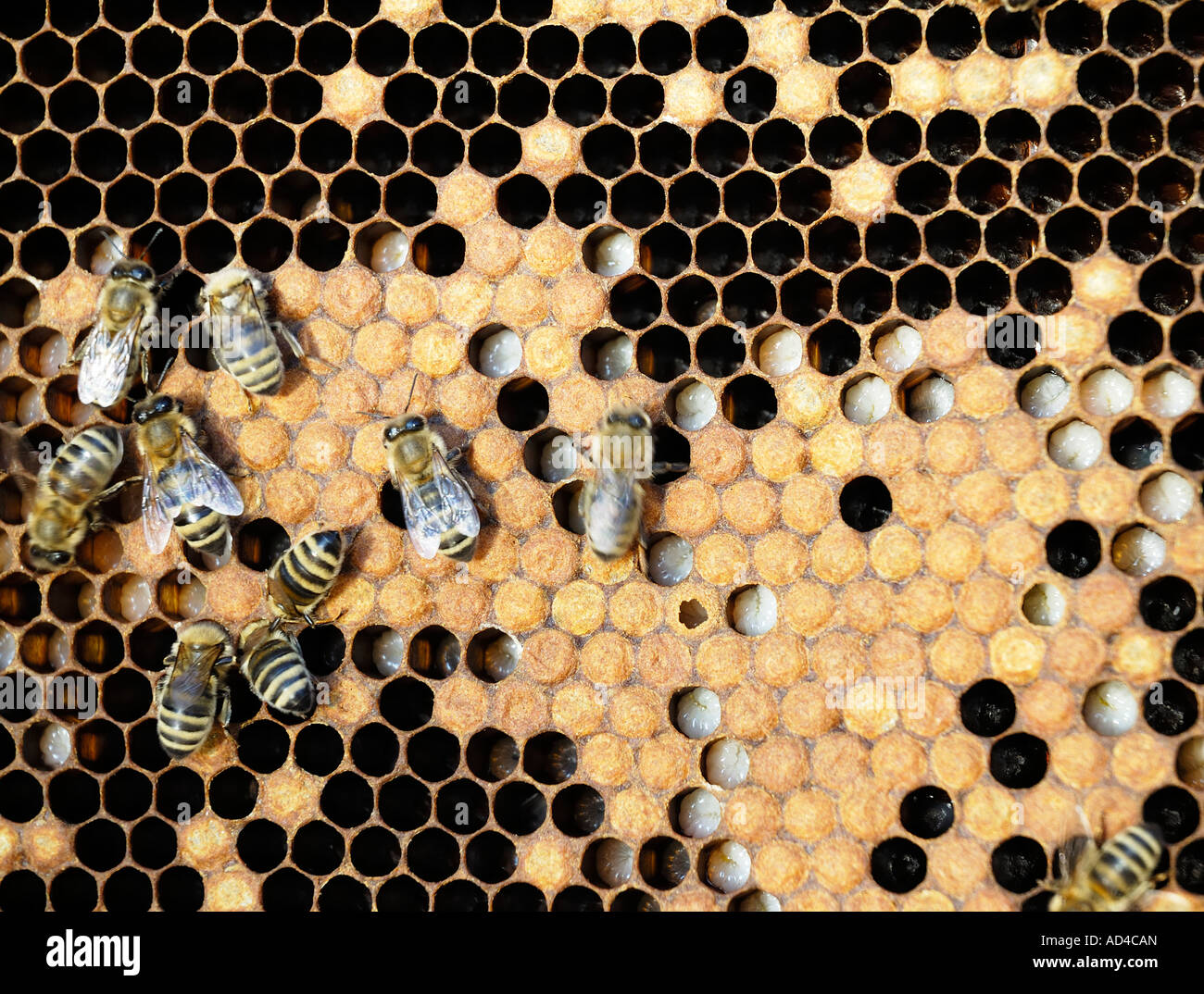 Open and closed larvae cells nursed by working bees Stock Photo - Alamy