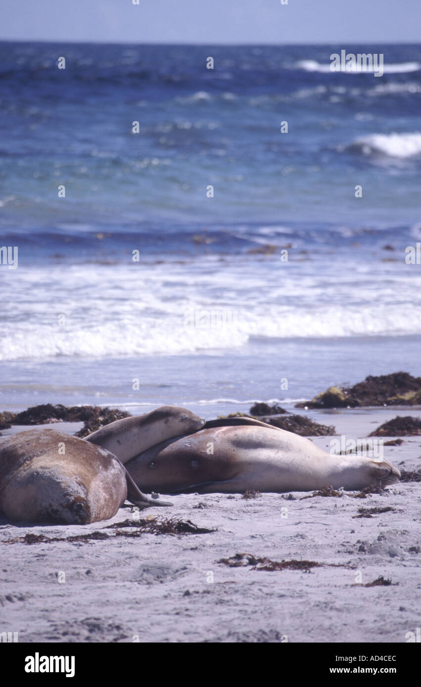 Rare seals hi-res stock photography and images - Alamy