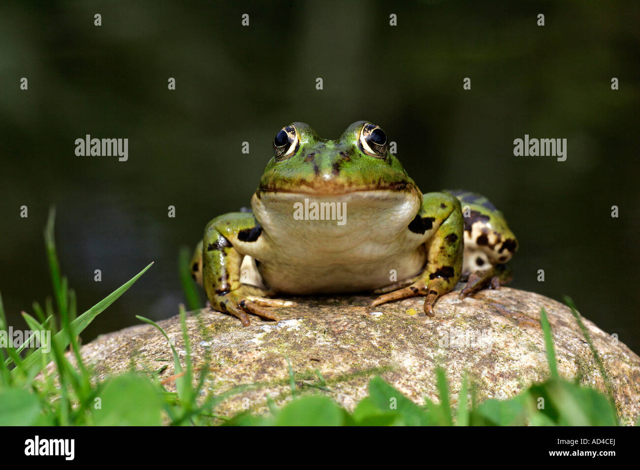 European edible frog taking a sunbath on a stone (Rana esculenta Stock ...